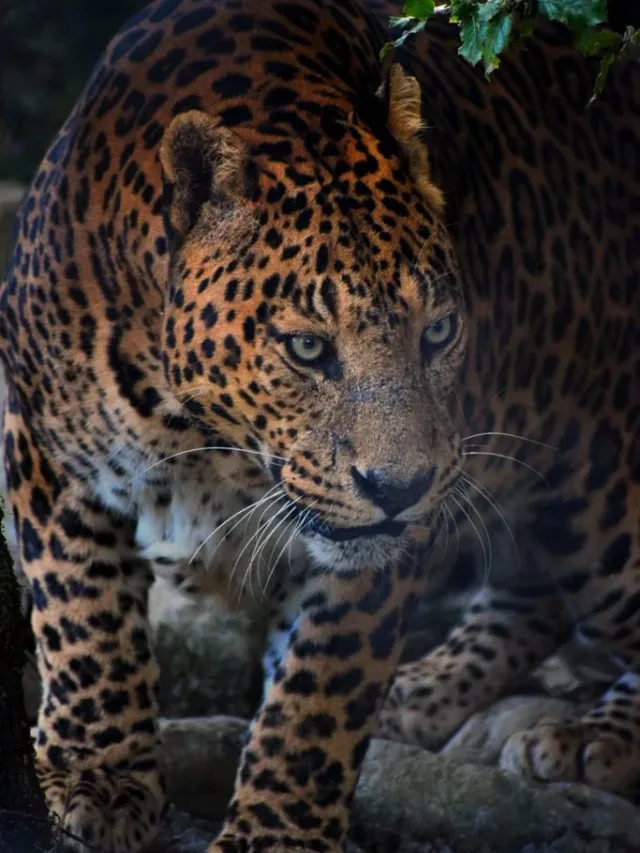 Top 10 Beautiful National Parks in India | The Indian Chronicles