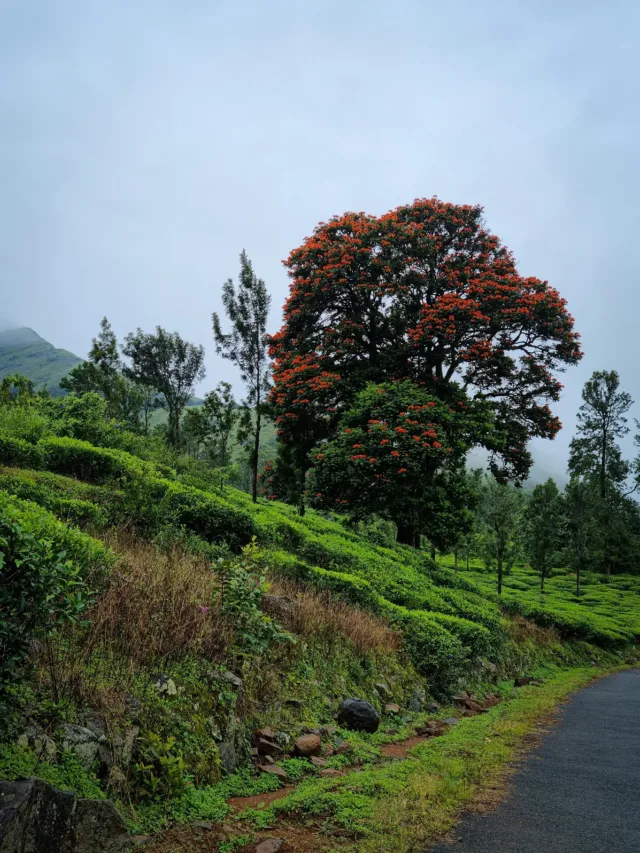 Top 10 Places to Visit in Wayanad | Kerala
